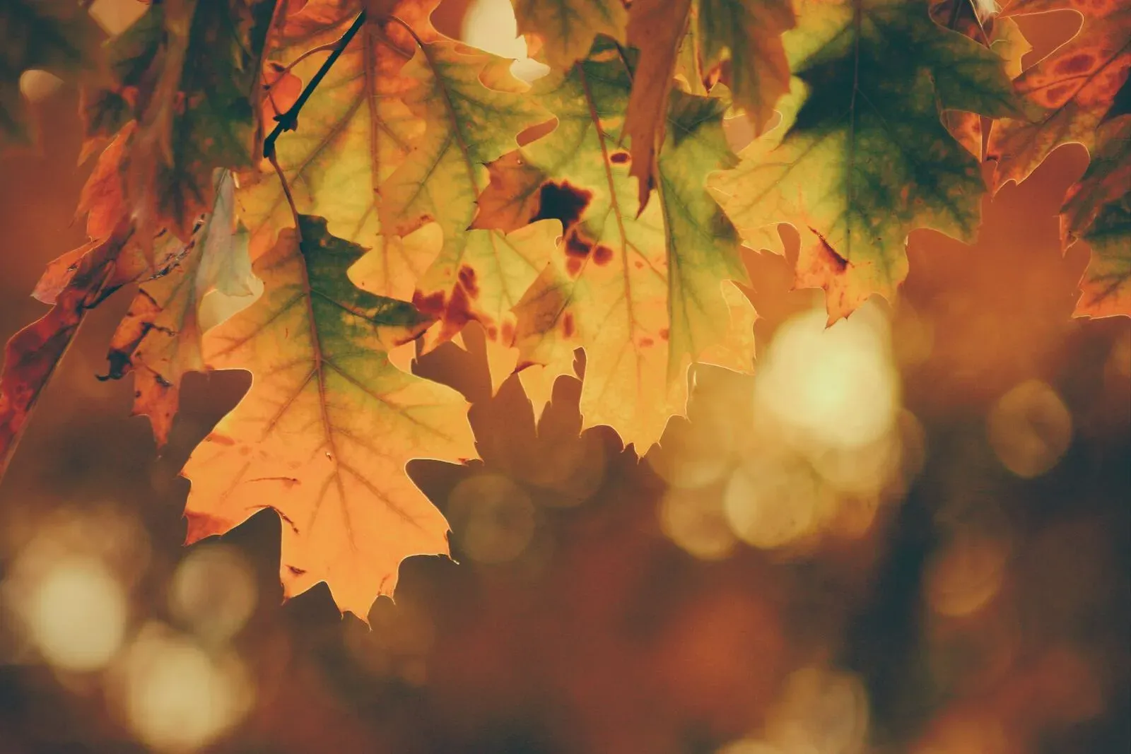 What Is Seasonal Affective Disorder (SAD)? | Cardinal Clinic
